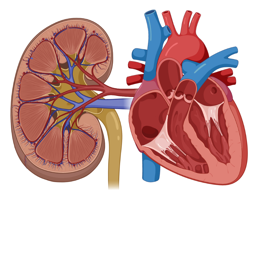 GDMT for Everyone